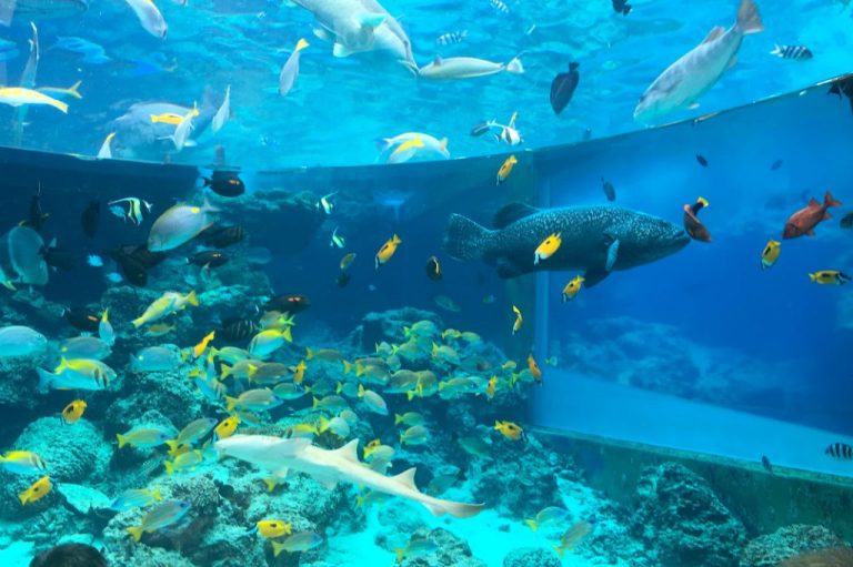7 Rekomendasi Akuarium Terbesar Di Jepang Untuk Liburan Keluarga ...